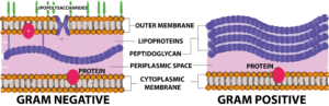 GRAM STAINING: GRAM-POSITIVE VS GRAM-NEGATIVE BACTERIA - Learn Life Science